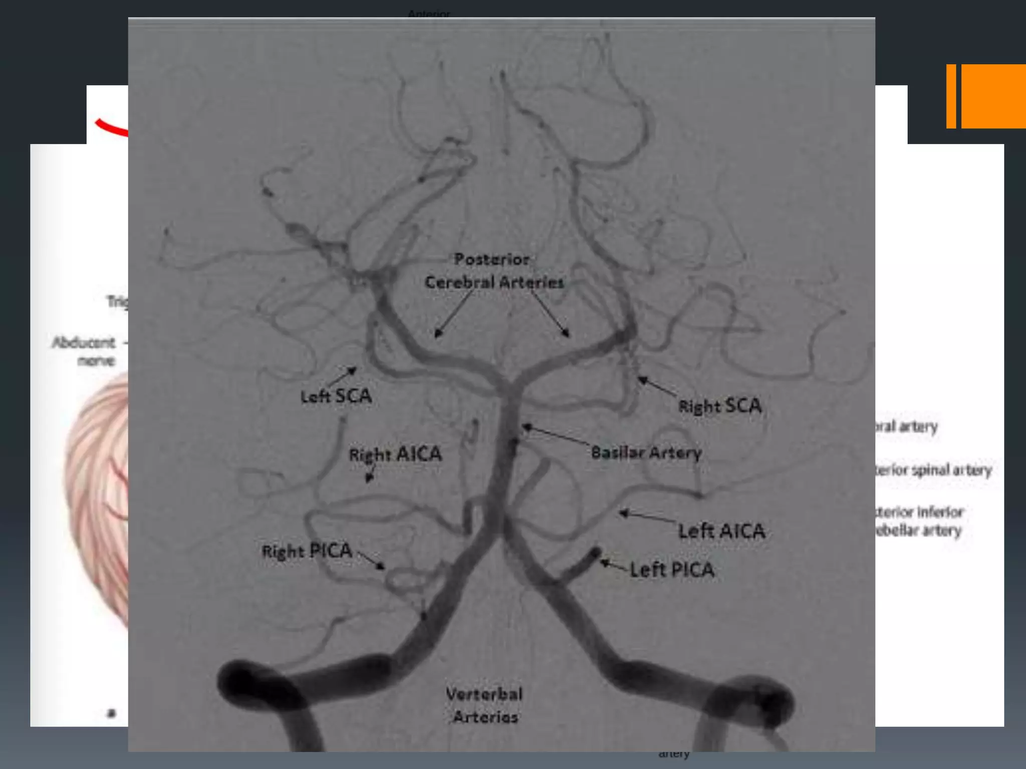 Neurovascular anatomy | PPTX
