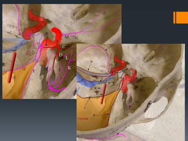 Neurovascular anatomy | PPTX | Brain and Nervous System Disorders ...