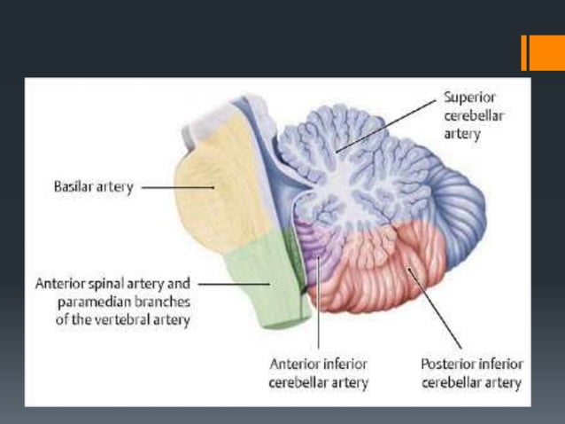 Neurovascular anatomy | PPTX | Brain and Nervous System Disorders ...