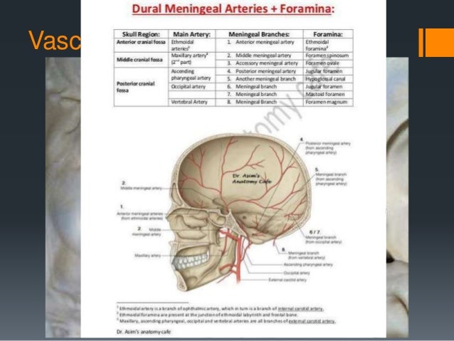 Neurovascular anatomy