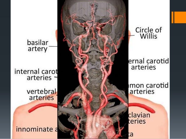 Neurovascular anatomy