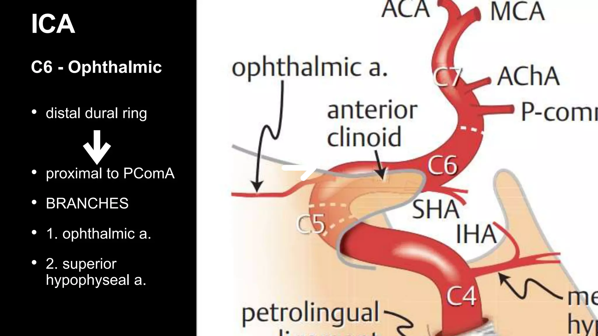 Neurovascular Anatomy.pptx | Brain and Nervous System Disorders ...