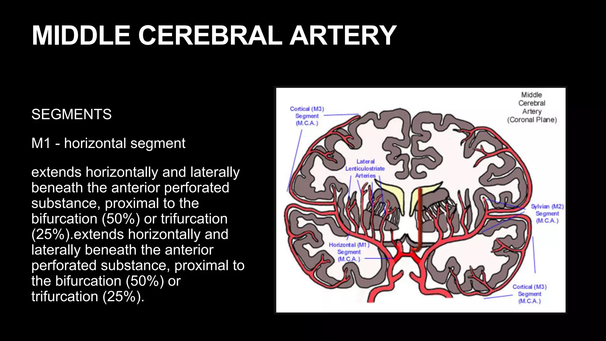 Neurovascular Anatomy.pptx | Brain and Nervous System Disorders ...