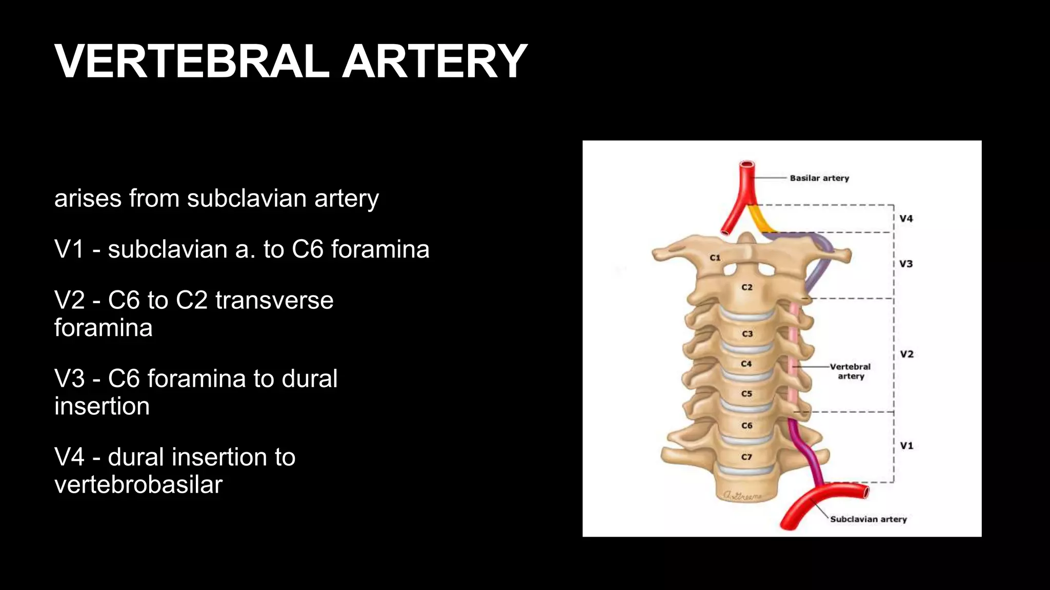 Neurovascular Anatomy.pptx | Brain and Nervous System Disorders ...