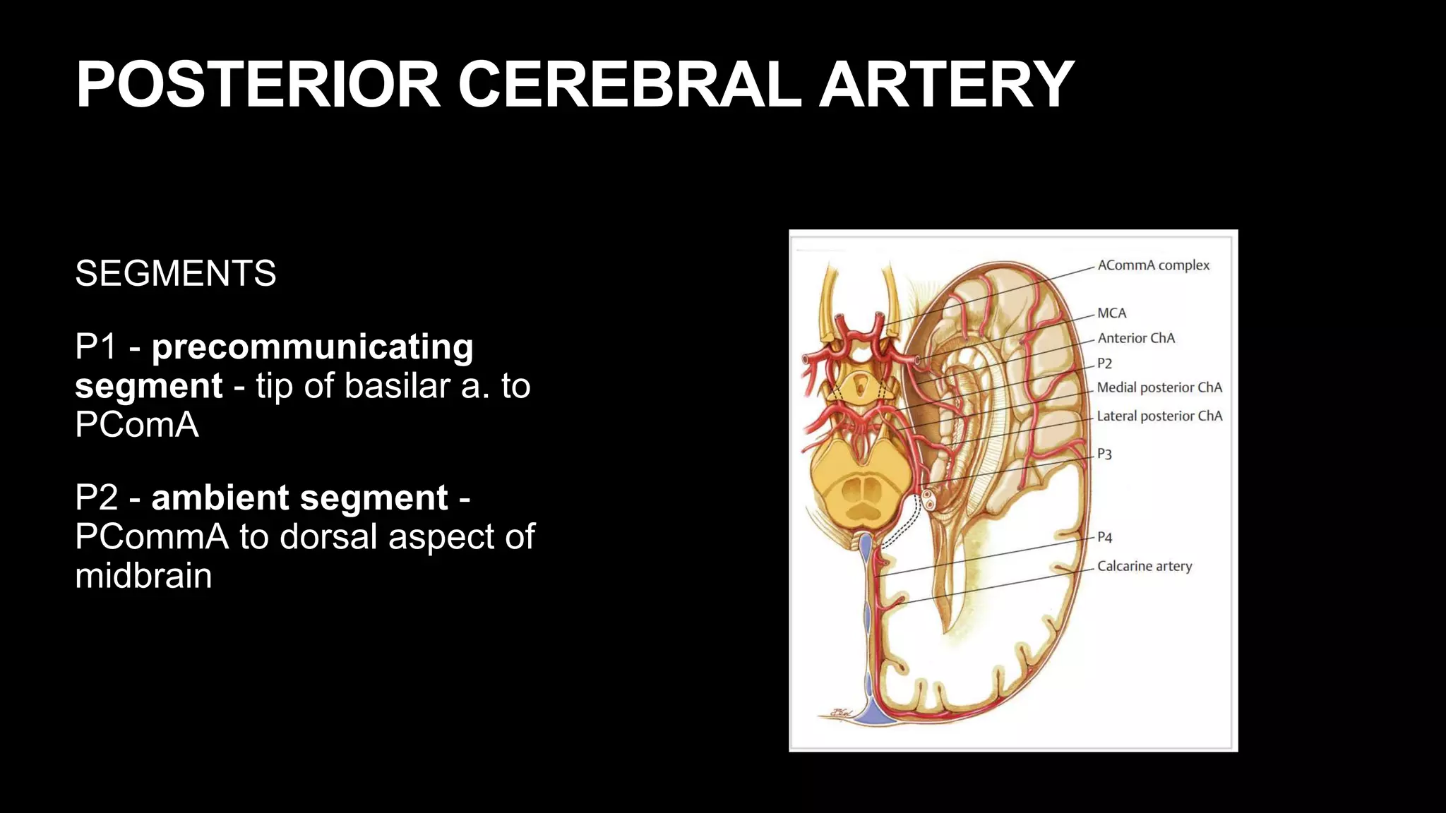 Neurovascular Anatomy.pptx | Brain and Nervous System Disorders ...