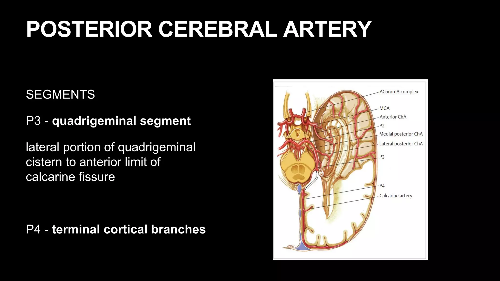 Neurovascular Anatomy.pptx | Brain and Nervous System Disorders ...