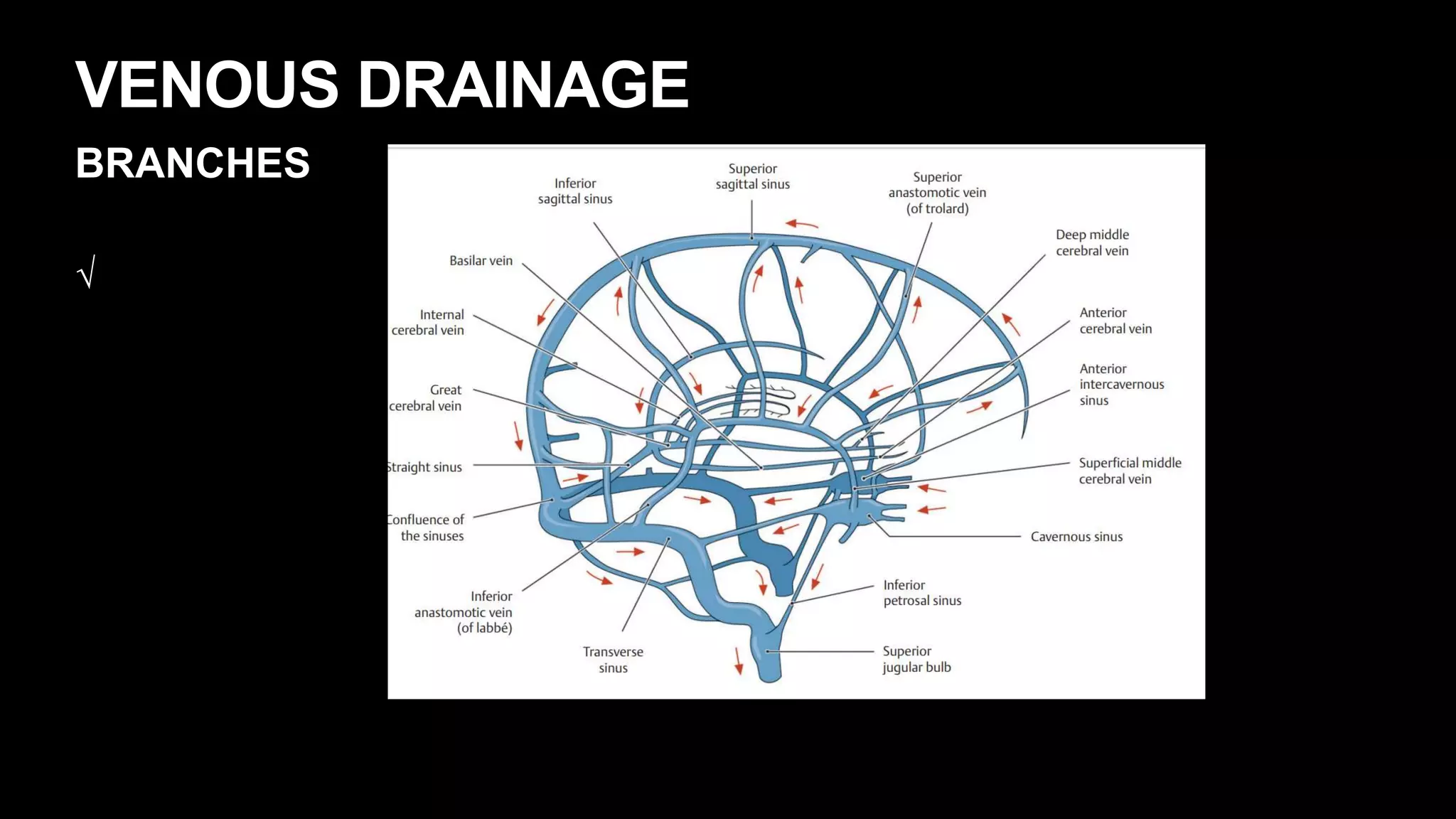 Neurovascular Anatomy.pptx | Brain and Nervous System Disorders ...