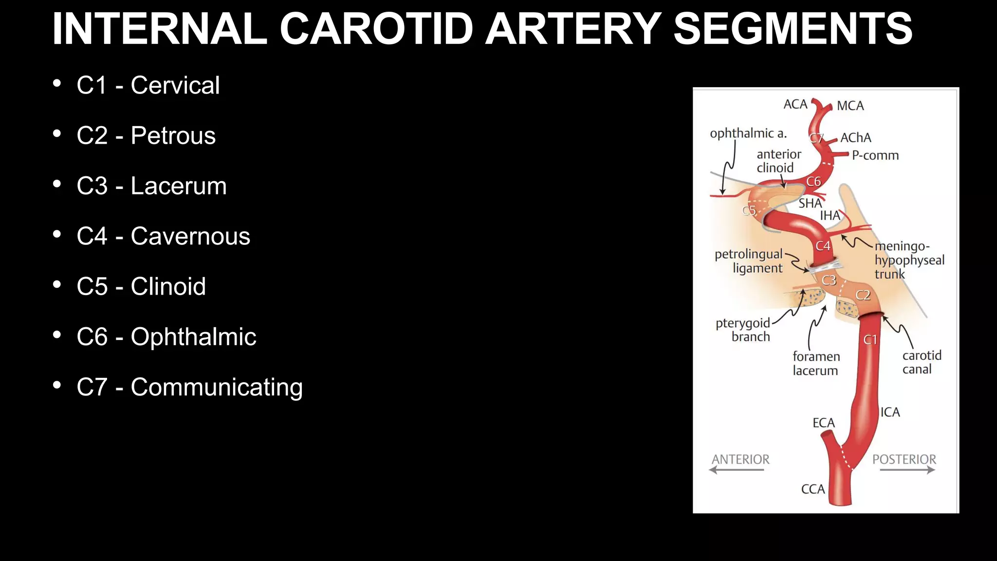 Neurovascular Anatomy.pptx | Brain and Nervous System Disorders ...