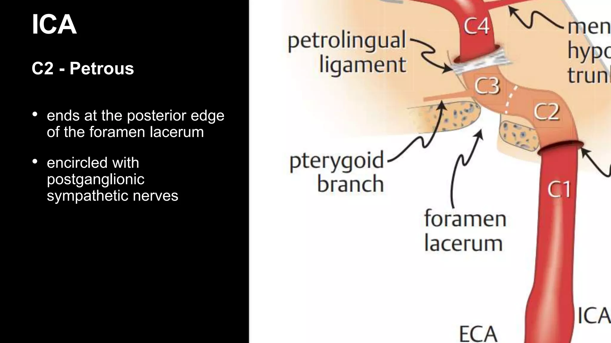 Neurovascular Anatomy.pptx | Brain and Nervous System Disorders ...