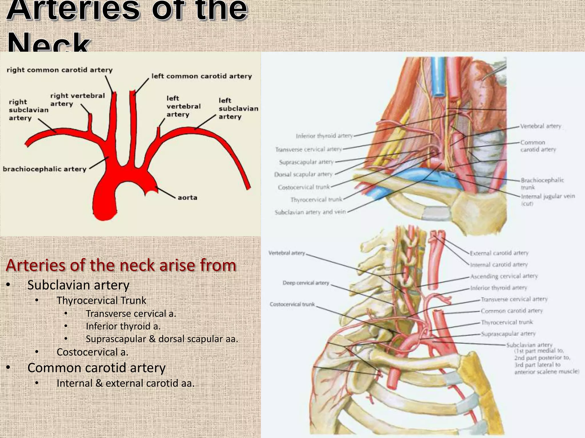 Neurovascular topography of the face and neck | PPTX
