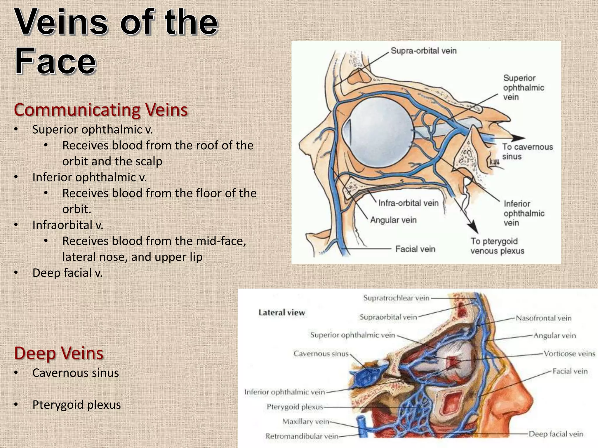 Neurovascular topography of the face and neck | PPTX