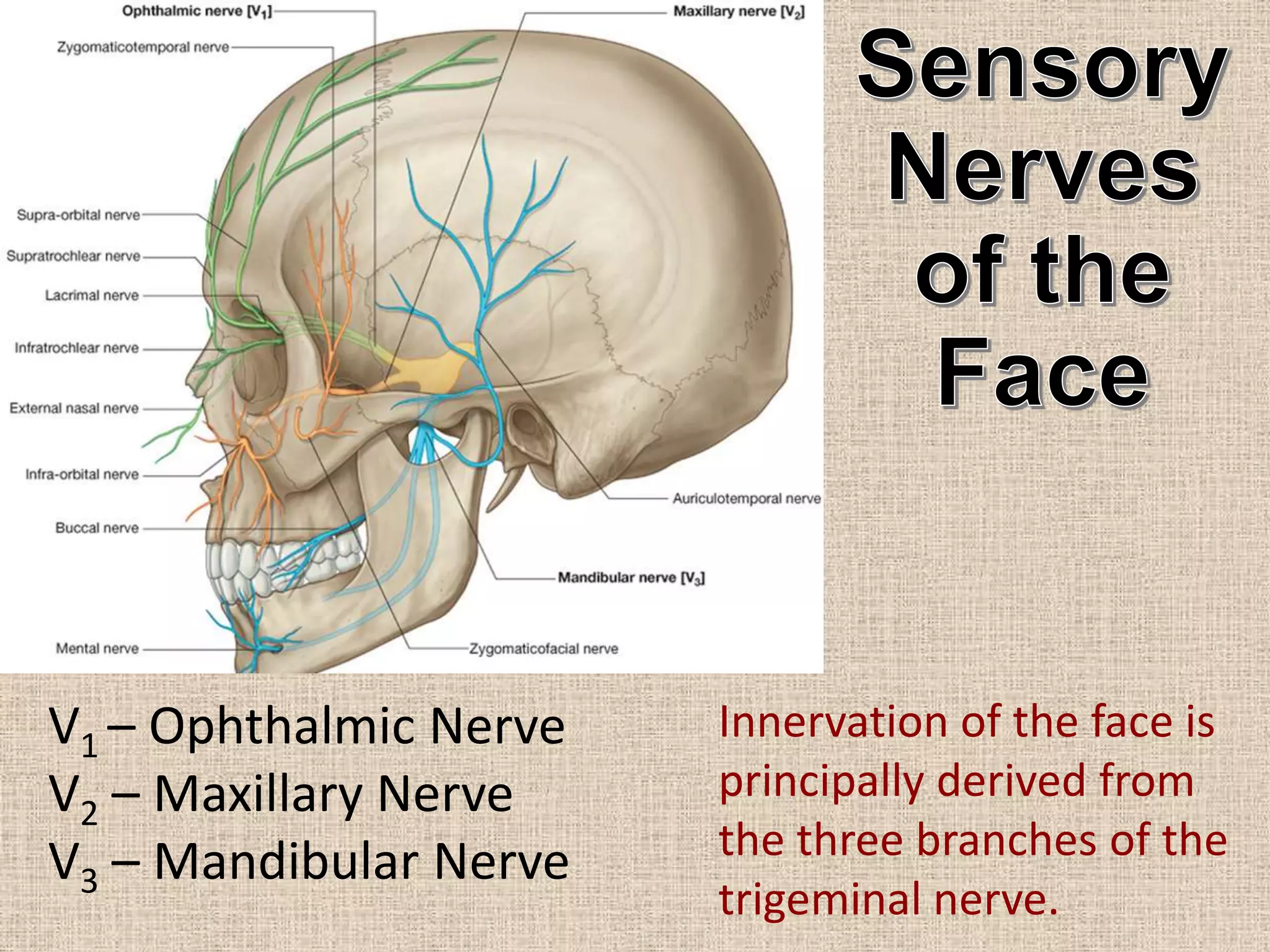 Neurovascular topography of the face and neck | PPTX