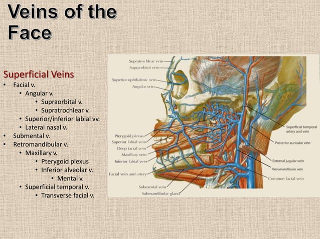 Neurovascular topography of the face and neck | PPTX | Thyroid ...