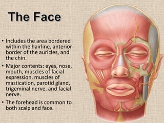 Neurovascular topography of the face and neck | PPTX | Thyroid ...