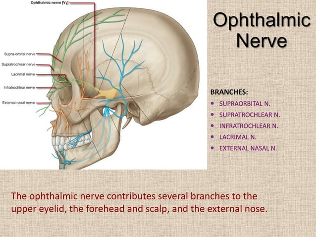 Neurovascular Topography Of The Face And Neck Neurovasculature of the ...