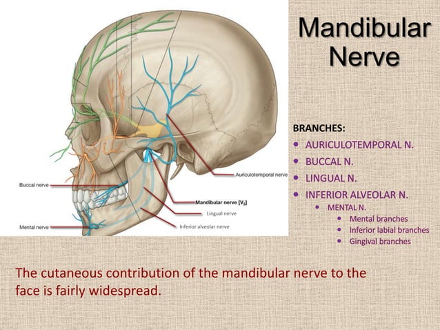 Neurovascular Topography Of The Face And Neck Neurovasculature of the ...