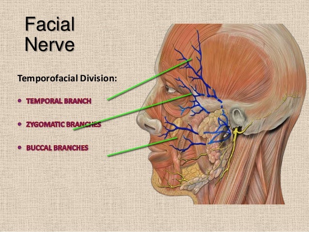 Neurovascular topography of the face and neck