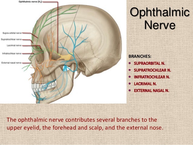 Neurovascular Topography Of The Face And Neck Neurovasculature of the ...