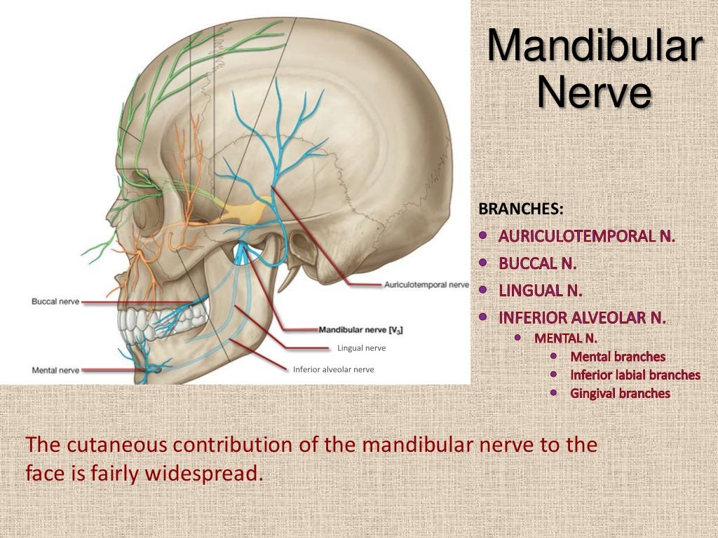 Neurovascular Topography Of The Face And Neck Neurovasculature of the ...