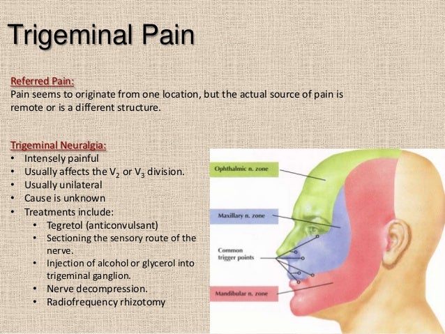 Neurovascular Topography Of The Face And Neck Neurovasculature of the ...