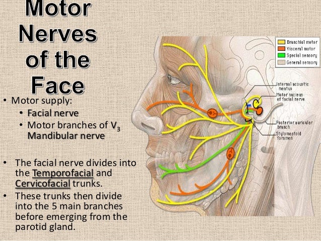 Neurovascular topography of the face and neck