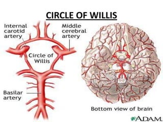 Neurovasculature and lymphatic drainage of head and neck | PPTX