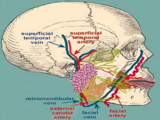 Neurovasculature and lymphatic drainage of head and neck | PPTX