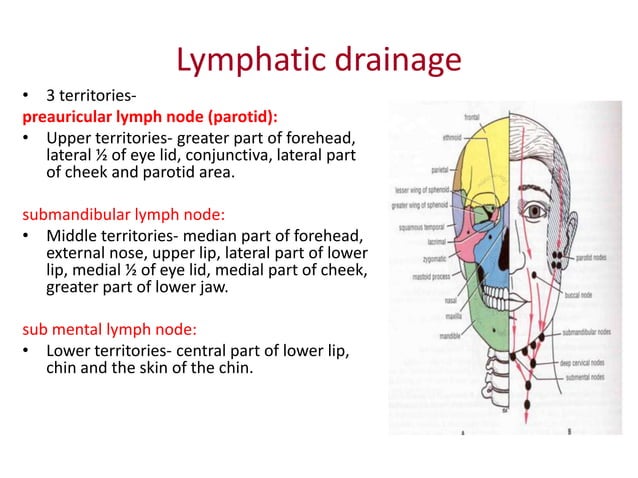 Neurovasculature and lymphatic drainage of head and neck | PPTX