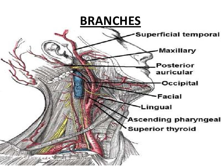 Neurovasculature and lymphatic drainage of head and neck