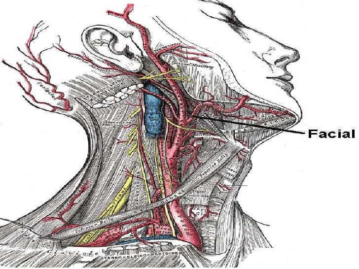 Neurovasculature and lymphatic drainage of head and neck