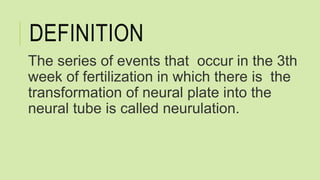 NEURALATION | PPTX