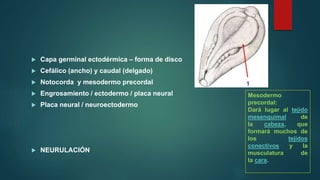 Neurulación | PPTX