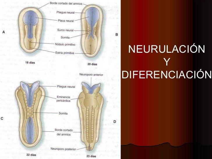 Neurulacion