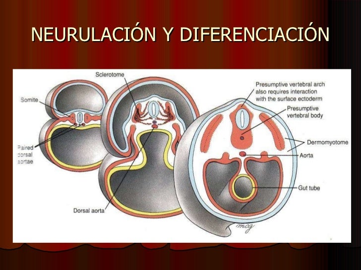Neurulacion