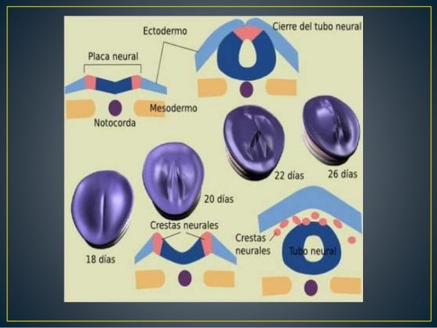 Neurulacion y sistema nervioso central