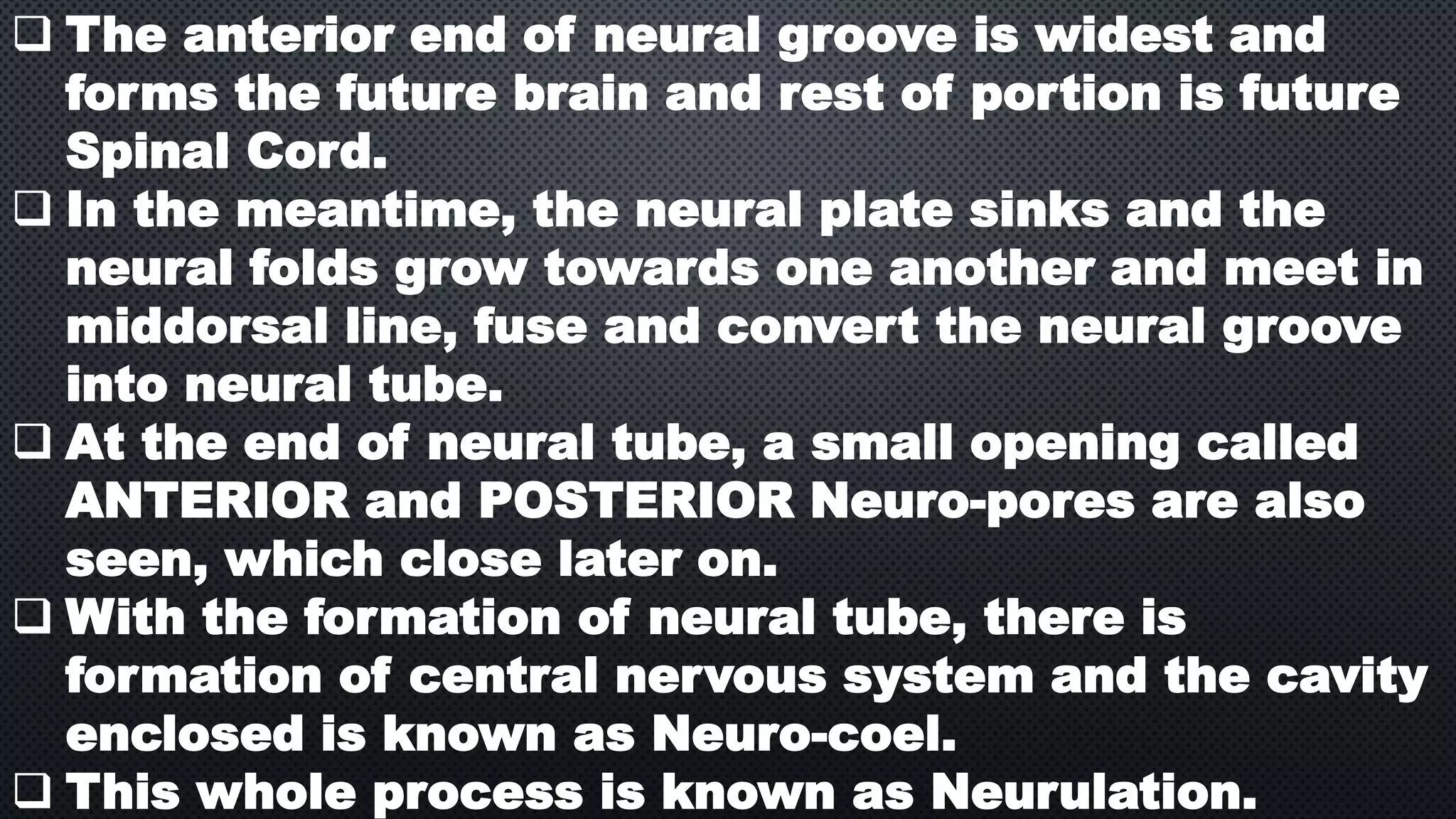 Neurulation in Chick Development | PPTX