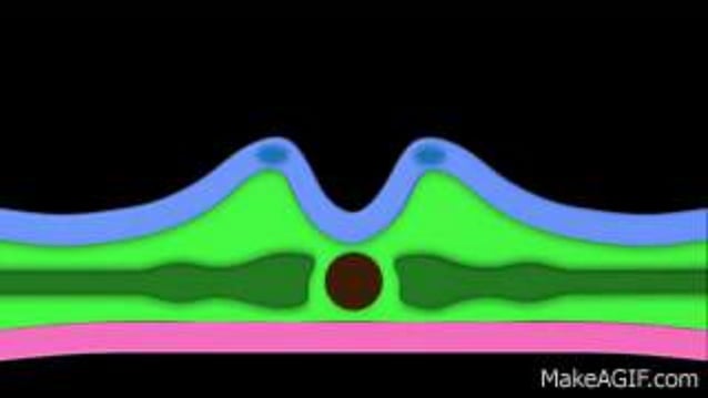Neurulation in Chick Development | PPTX | Biological Sciences | Science