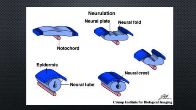 Neurulation in Chick Development | PPTX | Biological Sciences | Science
