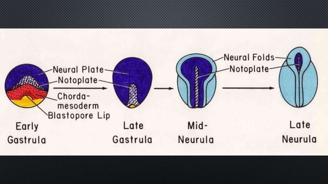 Neurulation in Chick Development | PPTX | Biological Sciences | Science