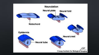 Chick Neurulation
