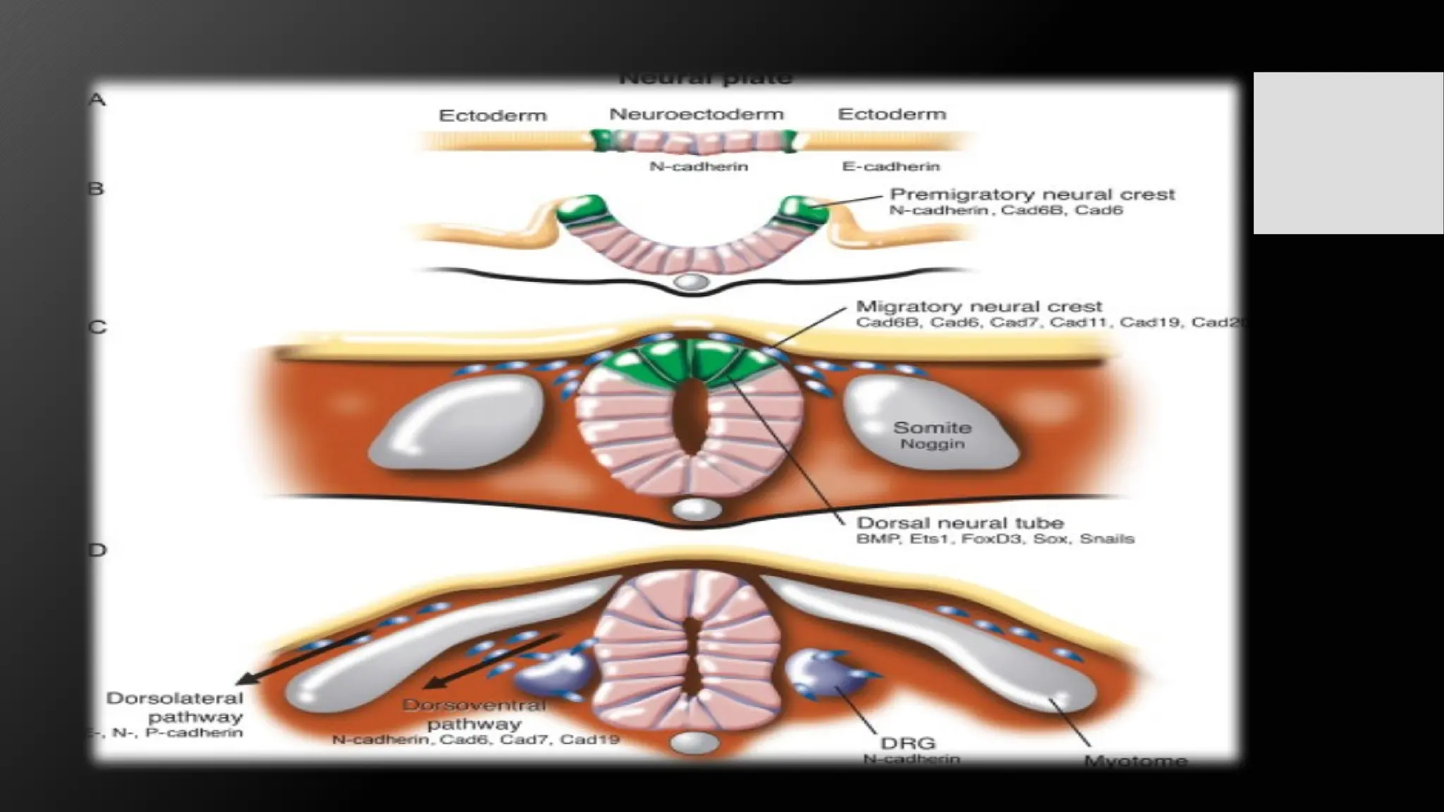 Neurulation , Harvard University Embryology | PPTX
