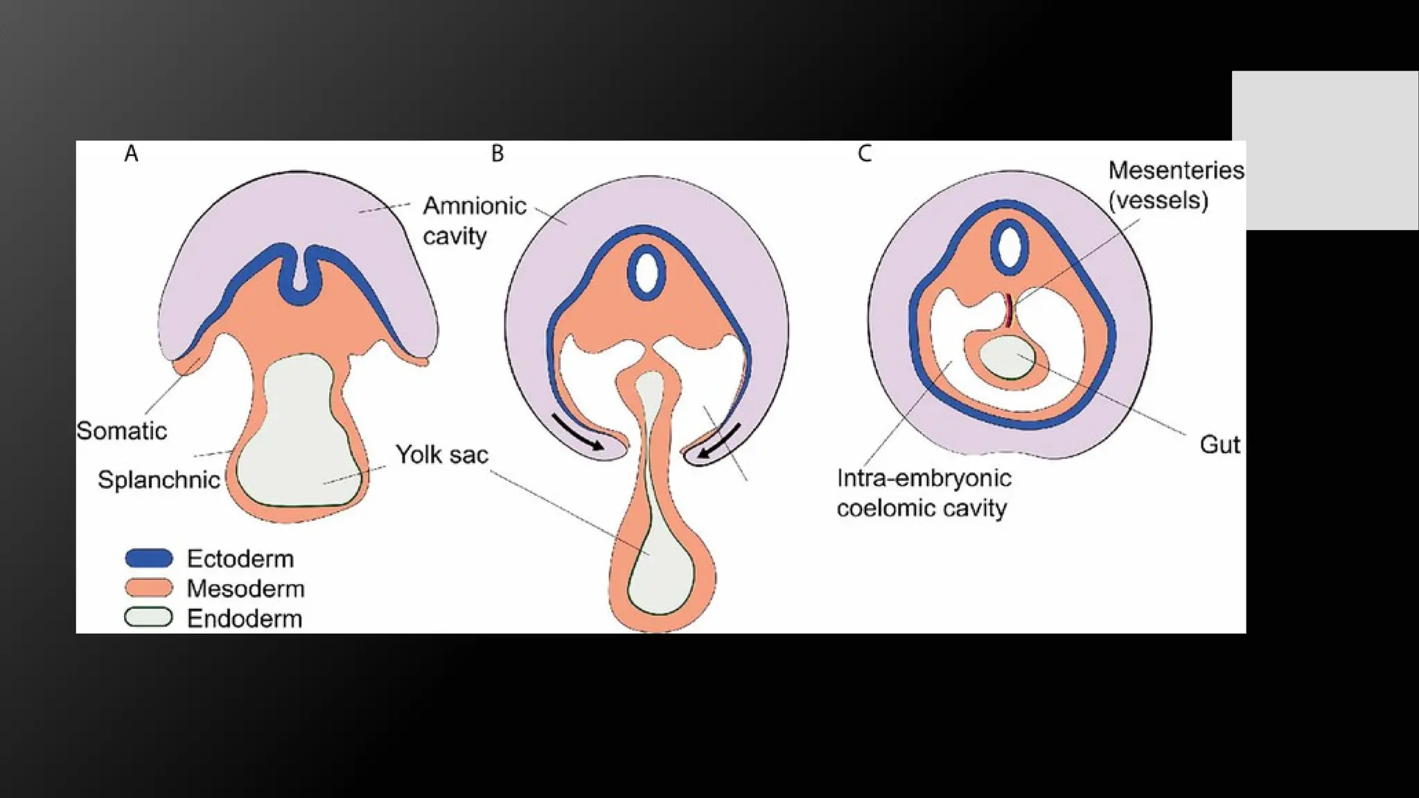 Neurulation , Harvard University Embryology | PPTX
