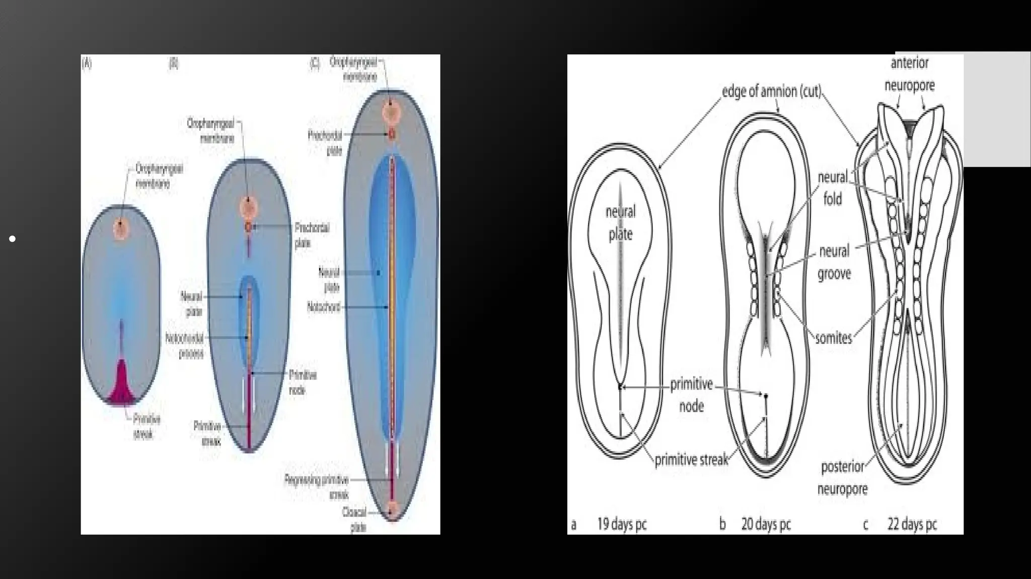 Neurulation , Harvard University Embryology | PPTX