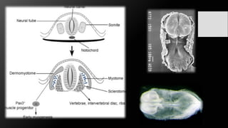 Neurulation , Harvard University Embryology | PPTX