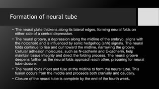 Neurulation , Harvard University Embryology | PPTX