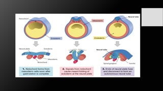 Neurulation , Harvard University Embryology | PPTX