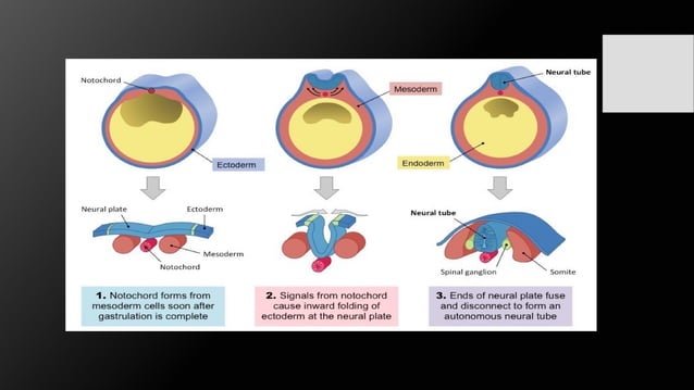 Neurulation , Harvard University Embryology | PPTX