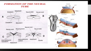 Neurulation , Harvard University Embryology | PPTX
