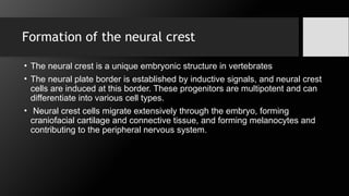 Neurulation , Harvard University Embryology | PPTX