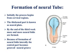 Neurulation.pptxvvvbbbbhbbbbvffghhjjjjjh | PPT